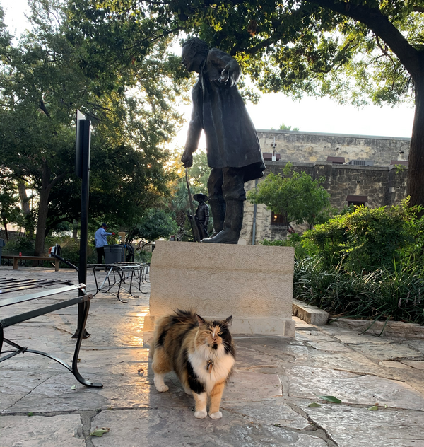 Bella the Alamo Cat | The Alamo