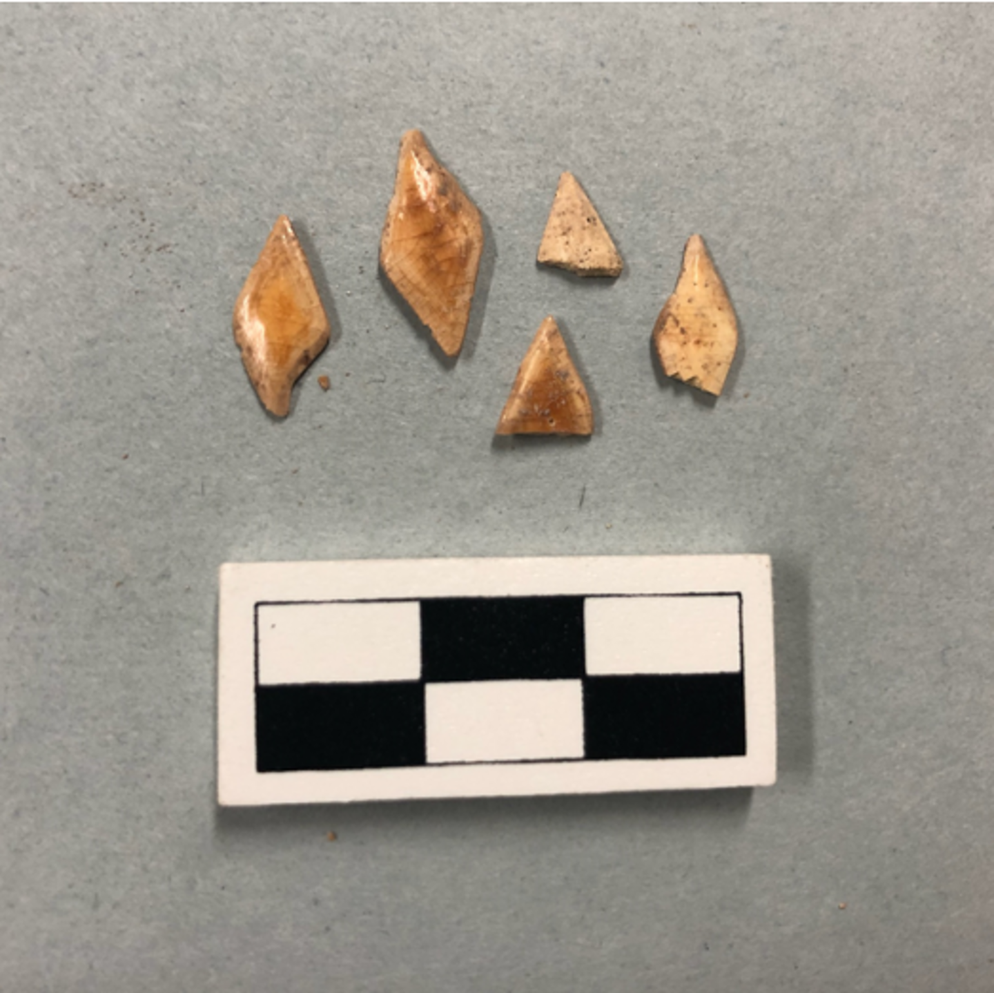 Artifact Spotlight — Alligator Gar Scales | The Alamo