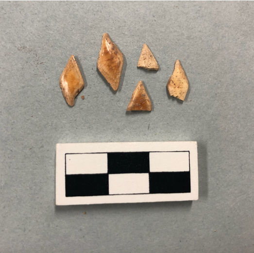 Artifact Spotlight — Alligator Gar Scales | The Alamo