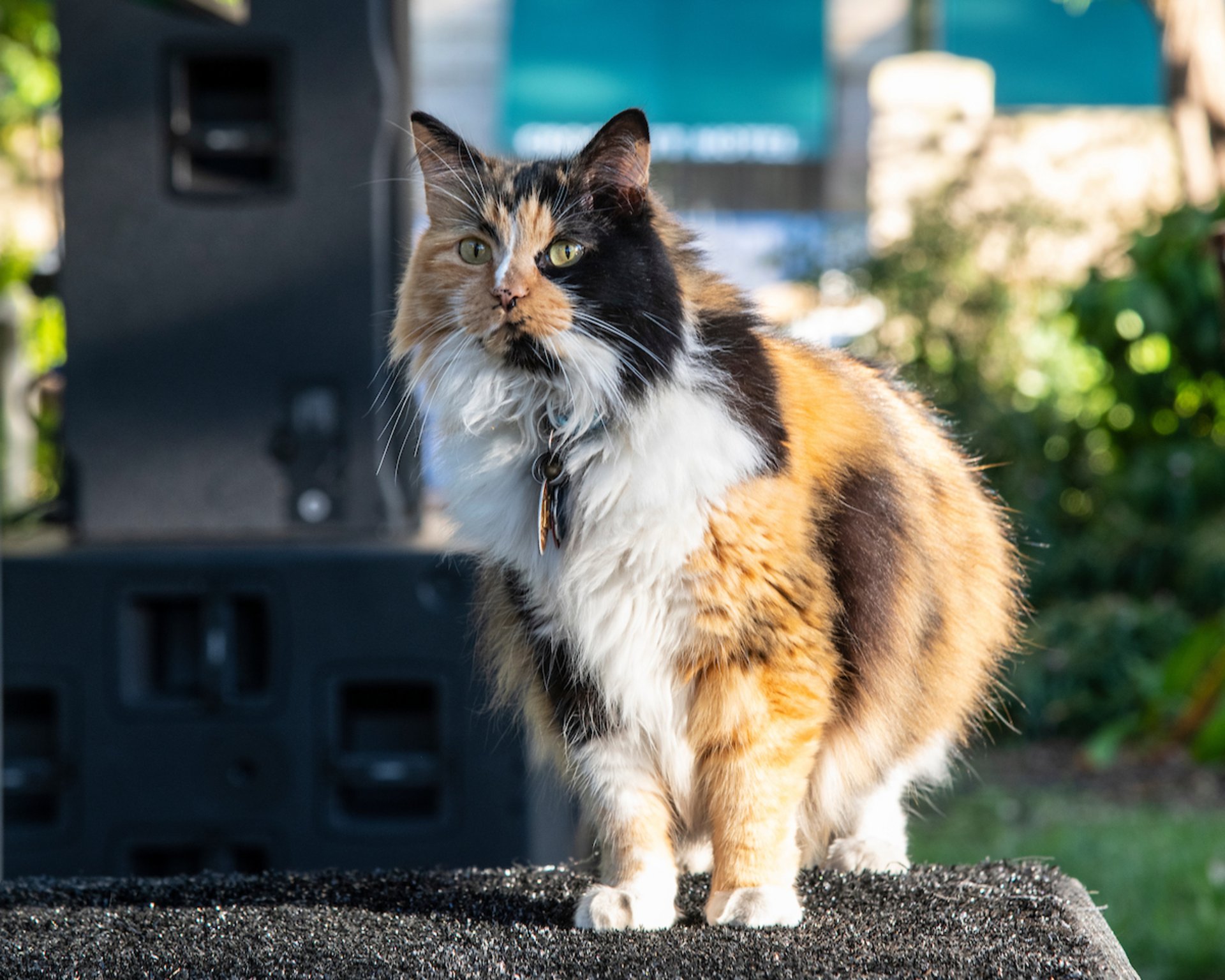 Bella the Alamo Cat | The Alamo