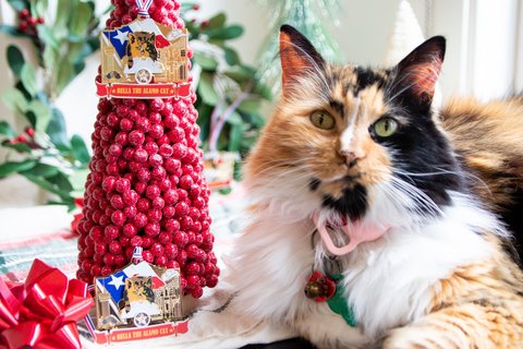 Bella the Alamo Cat | The Alamo