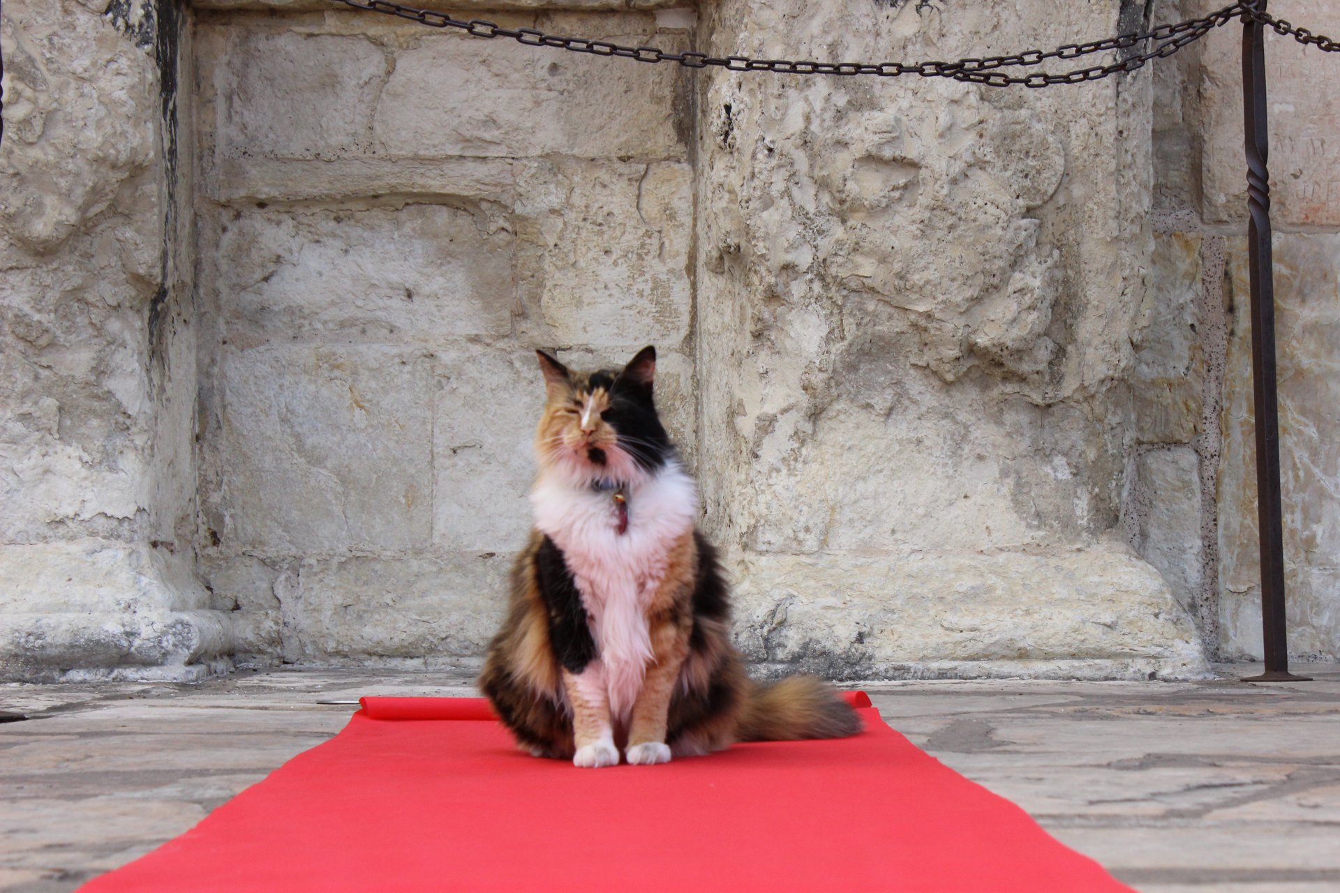 Bella the Alamo Cat | The Alamo
