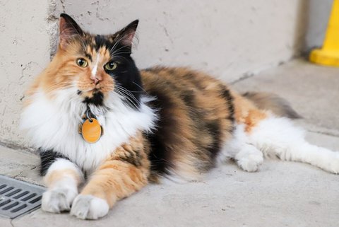 Bella the Alamo Cat | The Alamo