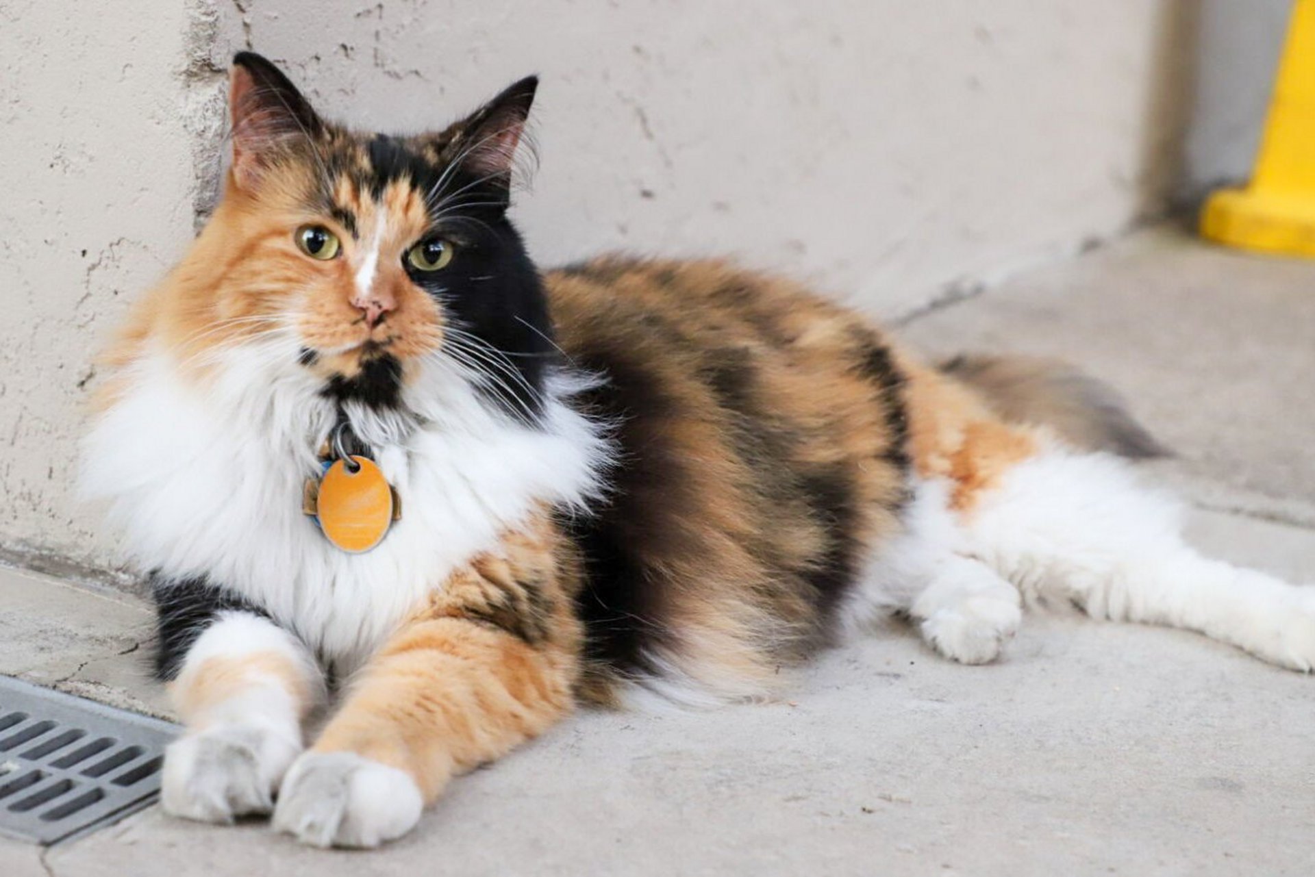 Bella the Alamo Cat | The Alamo
