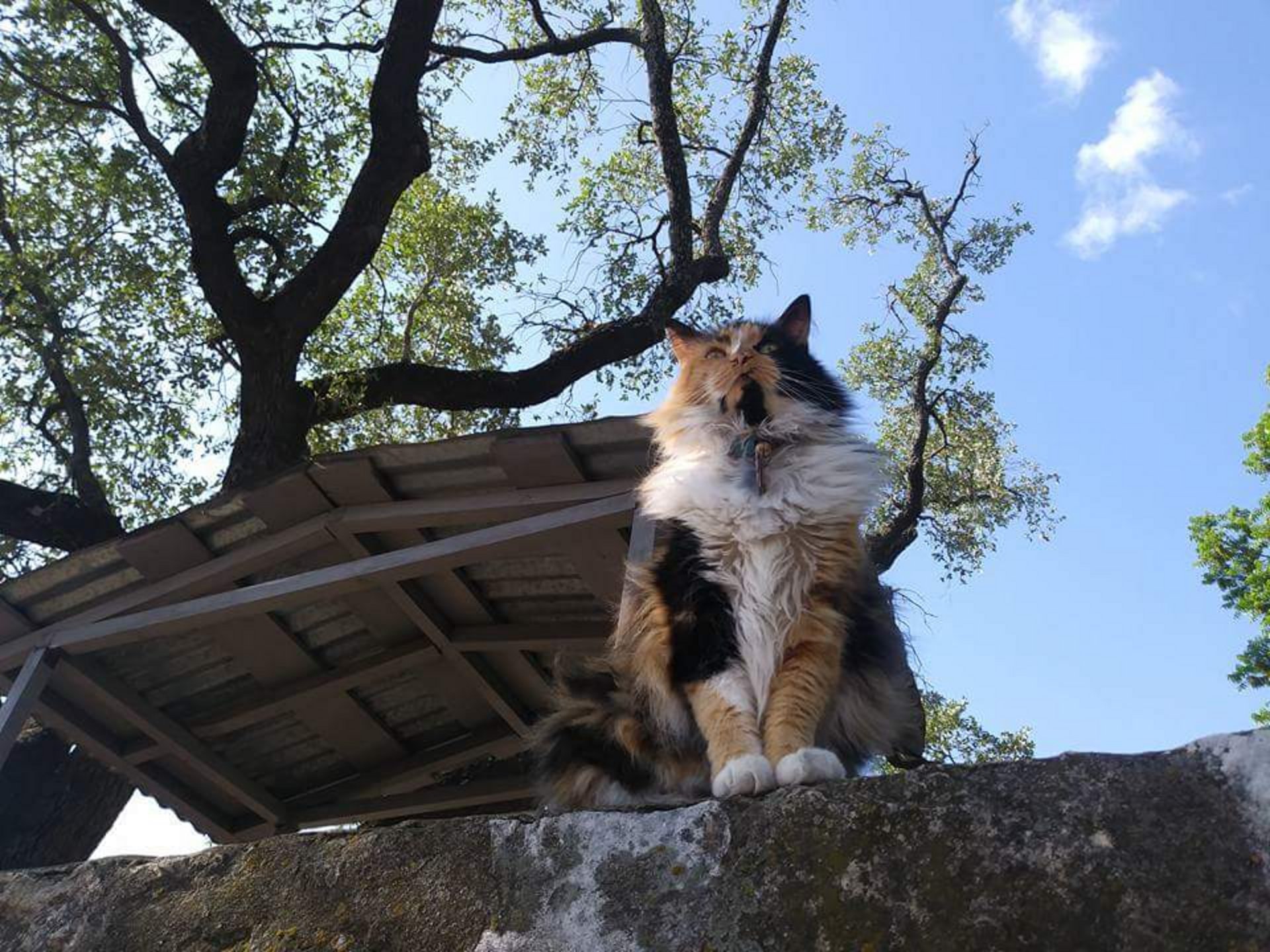 Bella the Alamo Cat | The Alamo