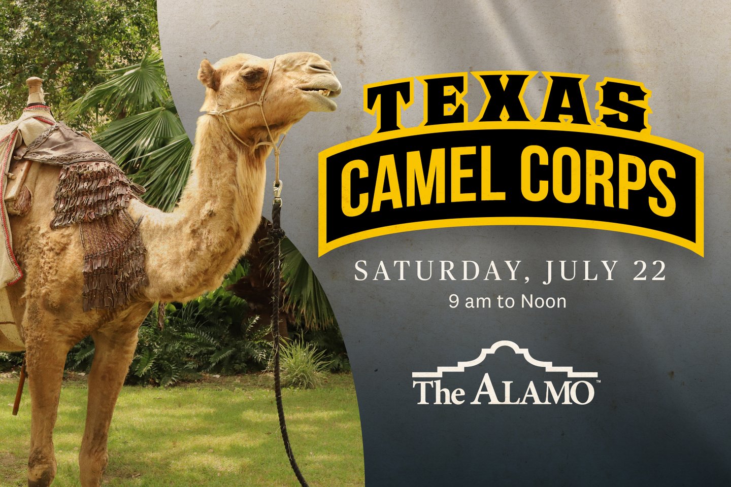 Texas Camel Corps | The Alamo