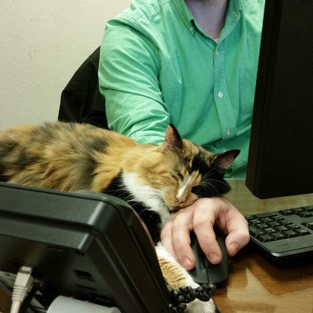 Bella the Alamo Cat | The Alamo