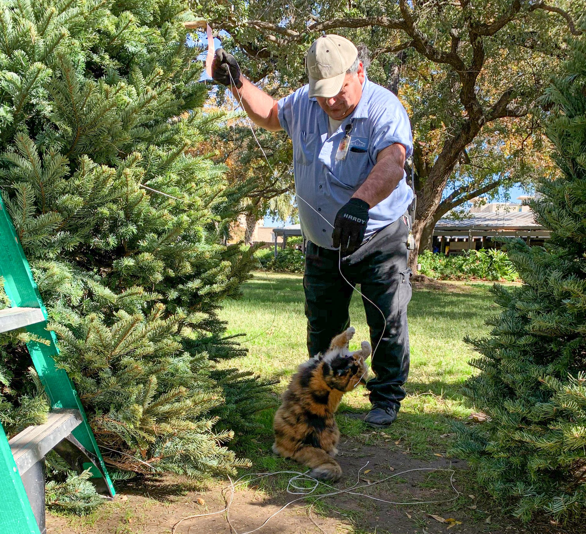 Bella the Alamo Cat | The Alamo