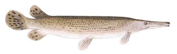 Artifact Spotlight — Alligator Gar Scales | The Alamo