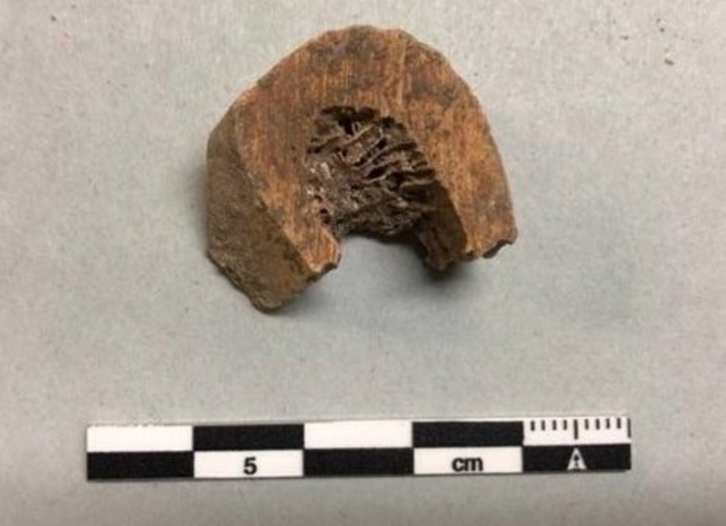 Artifact Spotlight - Saw Cut Animal Bone | The Alamo