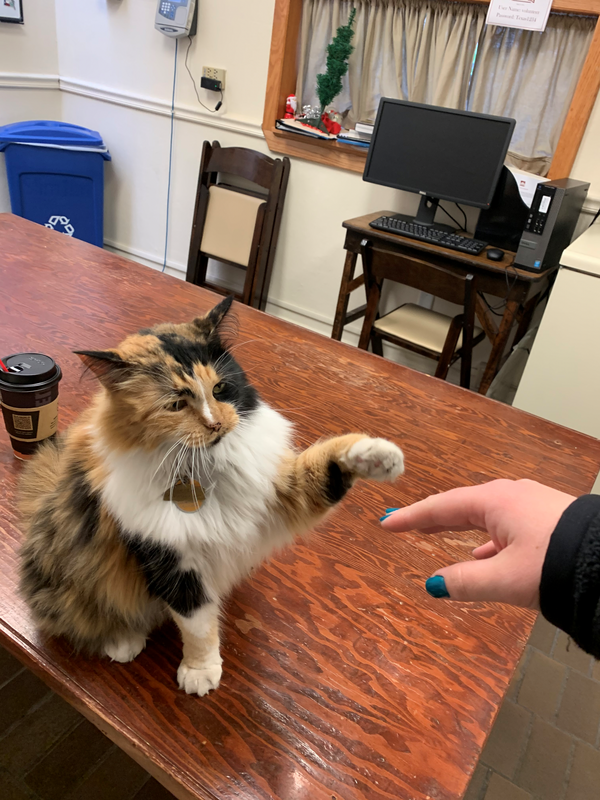 Bella the Alamo Cat | The Alamo