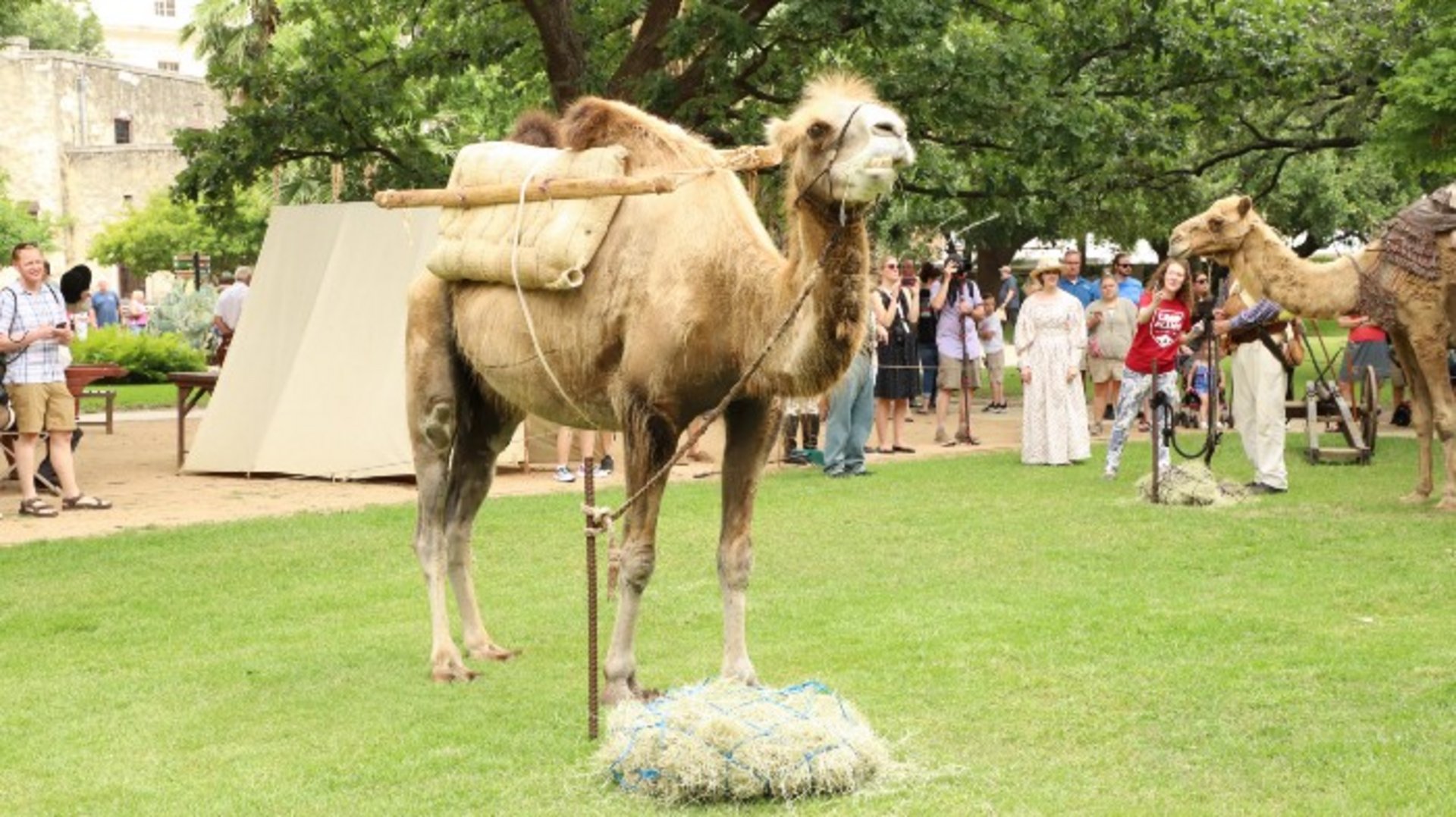Texas Camel Corps Visits the Alamo | The Alamo