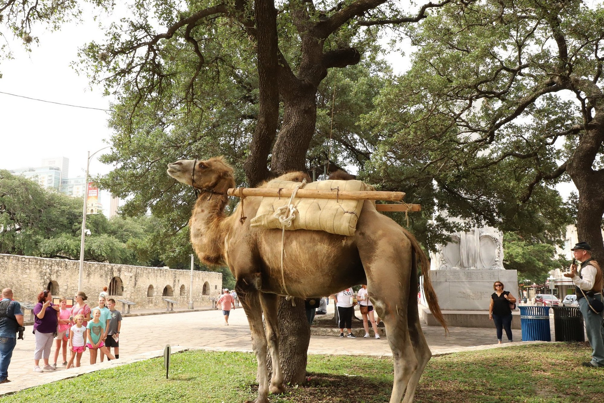 Texas Camel Corps | The Alamo