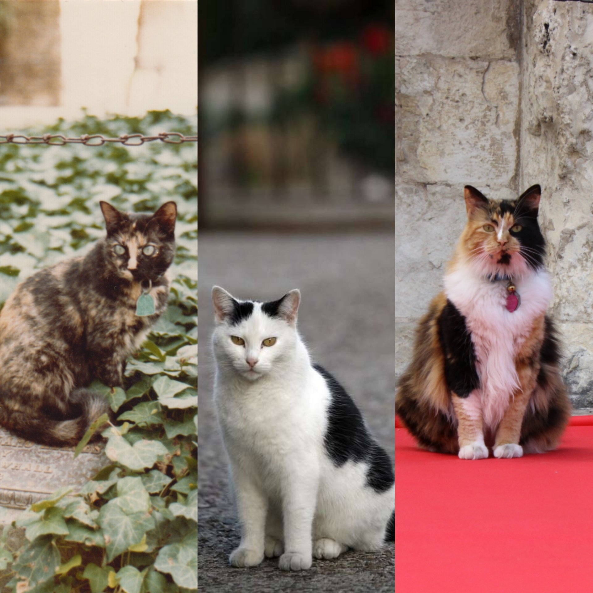 Bella the Alamo Cat | The Alamo