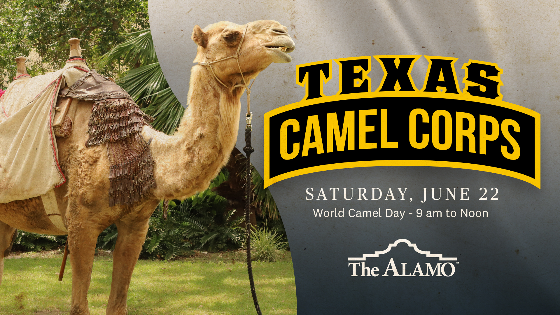 Discover Remarkable History Of Camels At The Alamo On World Camel Day ...