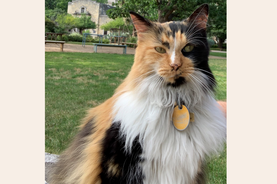 Bella the Alamo Cat | The Alamo